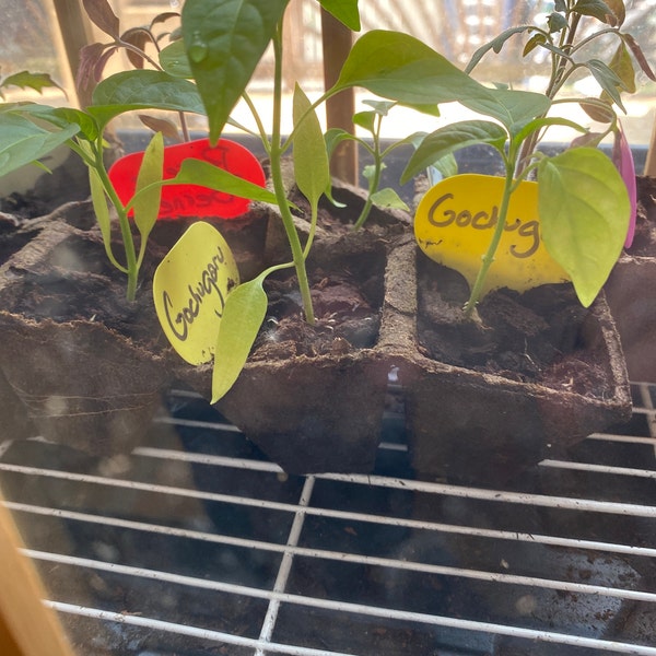 한국 고추 Seeds(15) Korean Pepper Seeds - Etsy