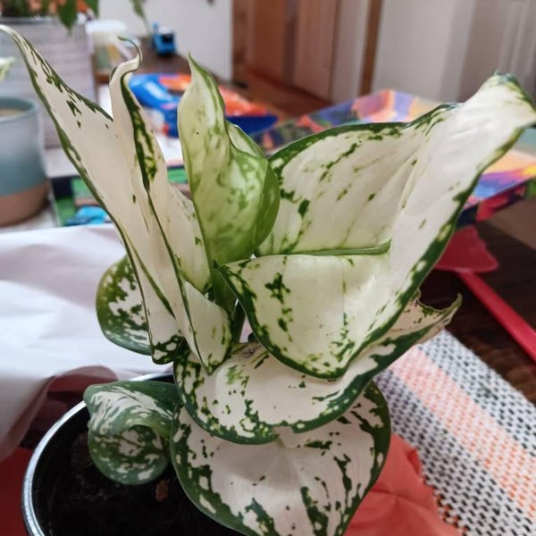 Marcus Pumpkin Avocado Tree , “cold Hardy” Grafted in 3 Gallons Pot, No ...