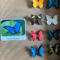 Parts of a Ladybug Nomenclature Book - Montessori Zoology - Printable ...