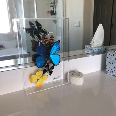 10x10 NEW Real Butterfly Display Real Butterflies Mounted - Etsy