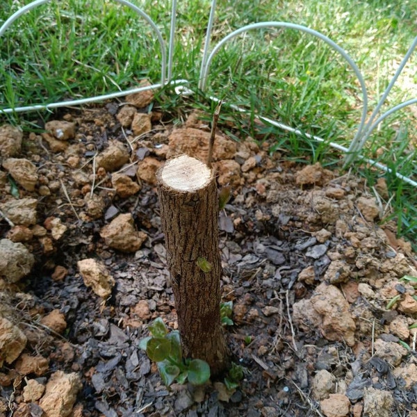 6+ Red Spruce Tree Seedlings From Maine - Etsy