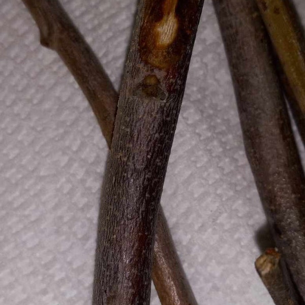 5 Japanese Ume Fruit Tree Cuttings, or Plum Fruit Tree Cuttings App 5 ...