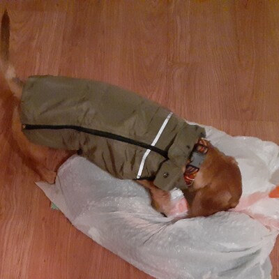 Light Jacket for Dog Raincoat for Dog Clothing for Dog Dog Wear Pet ...