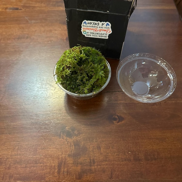 American Tree Moss - Etsy
