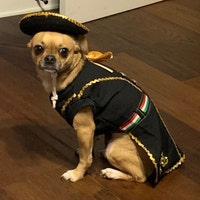 Mariachi Dog Costume/ Mariachi Outfit for Dogs/ Mexican Dog Costume ...