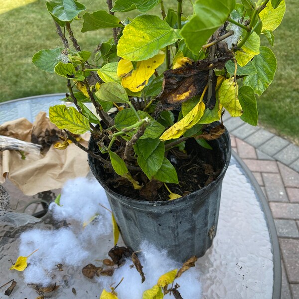 Mickey Mouse Ears Cactus - Etsy