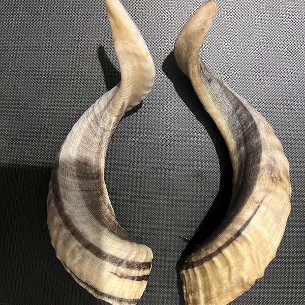 Polished Cattle Horn, Polished Cattle Horns, Cattle Horn, Cattle Horns ...