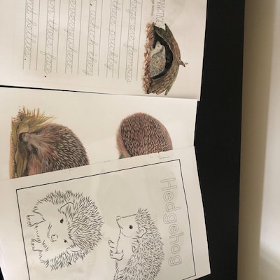 HEDGEHOG Unit Study, Life Cycle, Anatomy, Nature Study, Science ...