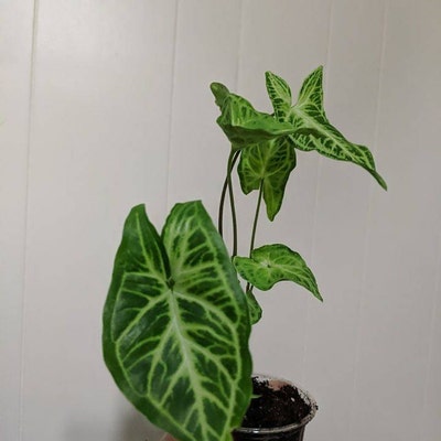 Syngonium Batik Starter Plant all Starter Plants Require You to ...