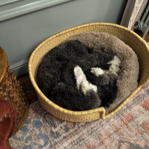 XL Handmade Rattan Dog Bed | Rattan Pet Bed | Dog Basket Bed | Wicker ...