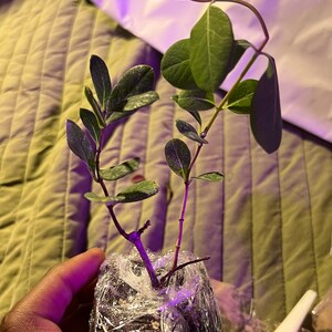 ZomoGarden (by Zomo Garden) - Etsy