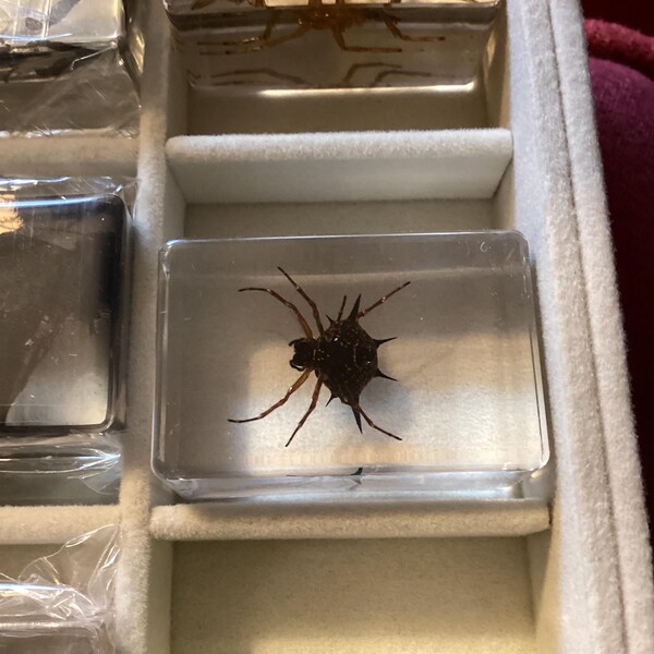 Insect Discovery Collection: Set of 12 Real Insects in Resin Bugs in ...