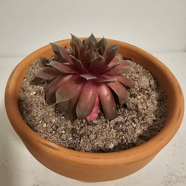 Royal Ruby Hen and Chicks - Sempervivum - Etsy