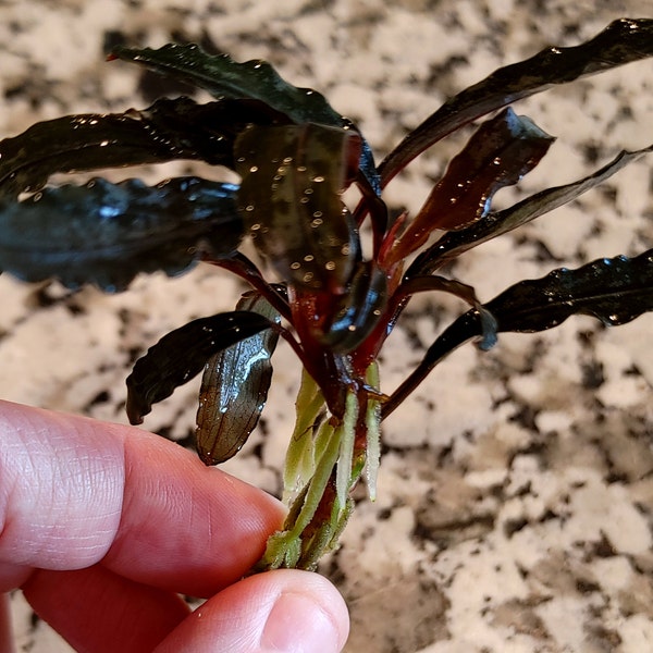 BUY 2 GET 1 FREE Bucephalandra Buce Godzilla Kedagang Red Easy Live ...