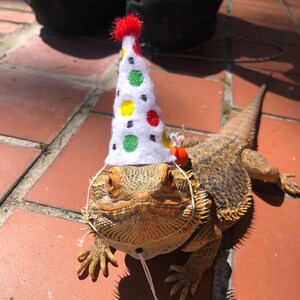 Bearded Dragon Happy Birthday Hats and Capes Costume - Etsy