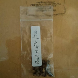 10 Pcs Purple Flower Rose Seeds Rare Amazingly Beautiful Purple Rose ...