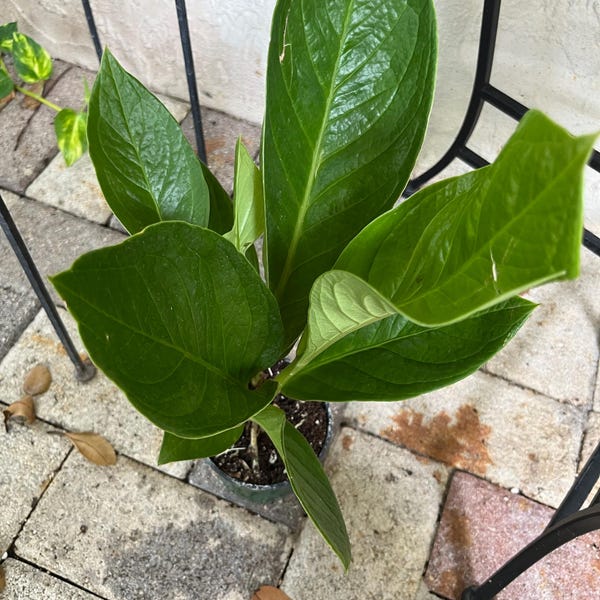 LIVE 6 Pot Ivy Plant, Hedera Helix, Plant Gift for Home, Dad Christmas ...