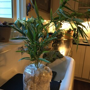 Bambusa lady Finger Clumping Non-invasive Bamboo Plant | Etsy