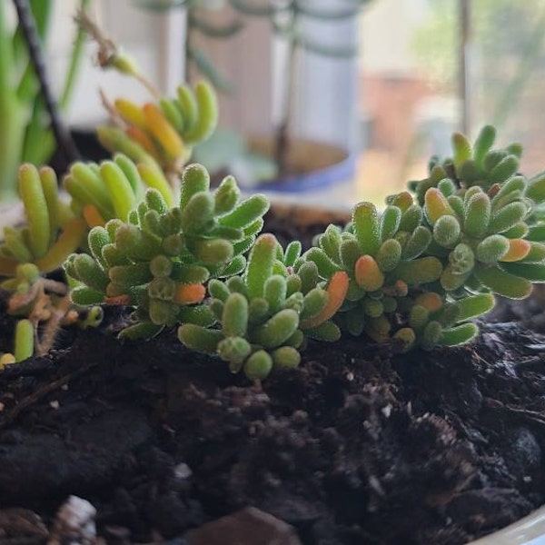 Beautiful Succulent: Dicrocaulon Ramulosum (l.bolus) Ihlenf Purple ...
