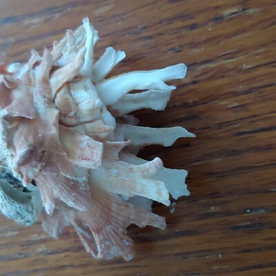 Jumbo Real Philippine Mud Jungle Starfish Sea Star 1 - Etsy