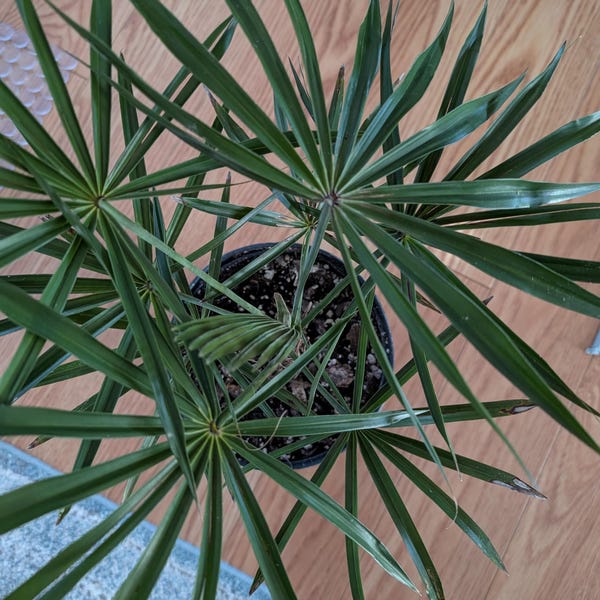 Fresh Organic Bay Rum Leaves (pimenta Racemosa) (west Indian Bay Rum ...