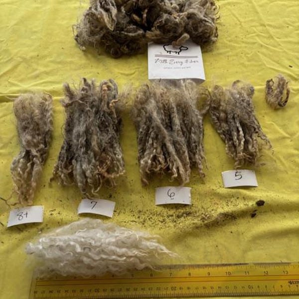 Merino Wool Raw Fleece White 4 Lbs 13 Oz “una” Fresh Sheared 6/24 ...