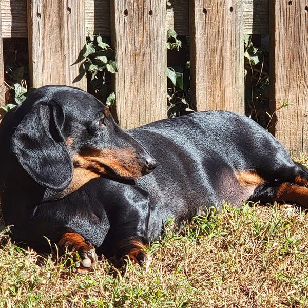 Dachshund Christmas Ornament, Wiener Dog Tree Ornament, Resin Dog ...