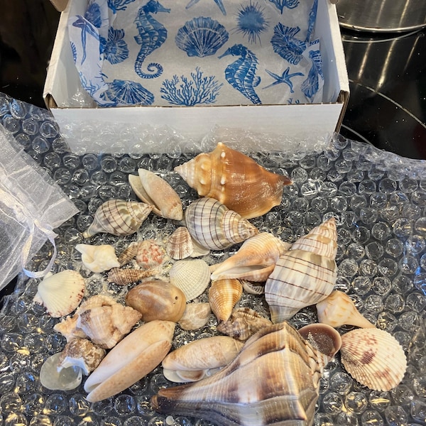 1/2 Pound Assorted Seashell Mix – Hand-collected Florida Beach Shells ...