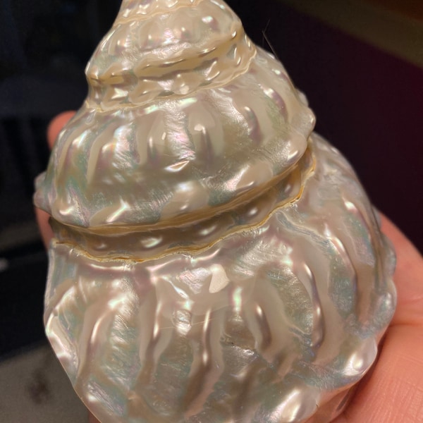 Bumble Bee Shells Bee Hive Shells Engina Mendicaria 1/4 1/2 Black and ...