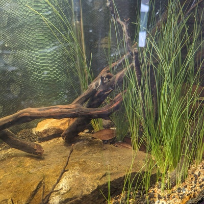 Sensitive Plant or Neptunia Aquatica Floating Aquatic Pond Plant pack ...