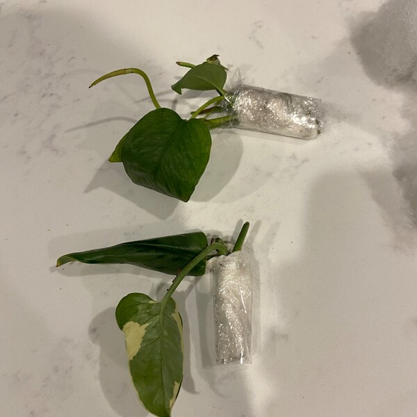 Moonlight Pothos, Scindapsus Treubii Moonlight, Sterling Silver Plant ...