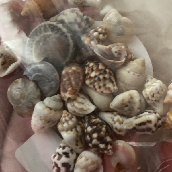 100 Small Seashell Mix, Tiny Sea Shell Lot, Beach Wedding Decor, Sea ...