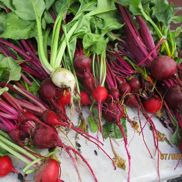 Rainbow Beet Collection, Five Fancy Heirlooms, 300 Mixed Seeds, Fall ...
