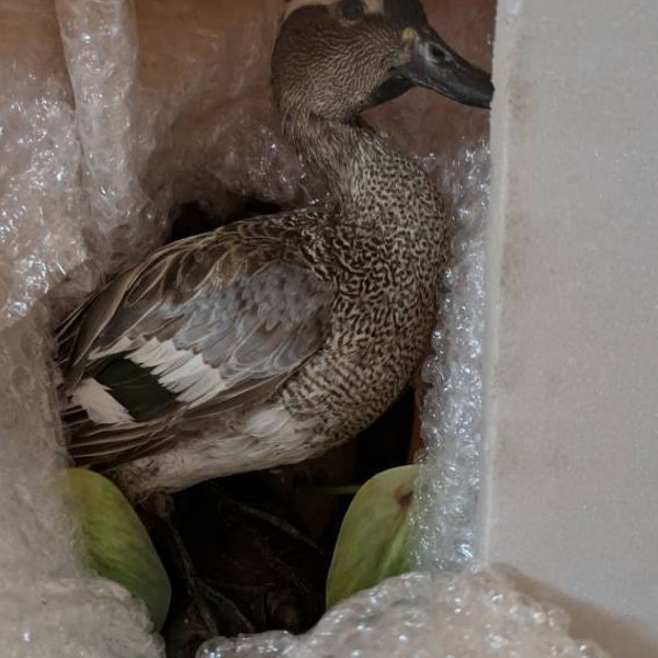 Silver Fox vulpes Vulpes Taxidermy Wall Mount Life Size8 - Etsy