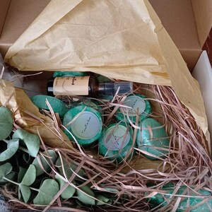 Live 12-16 Baby Blue Multi-stem Eucalyptus Plant, Strong and Healthy ...