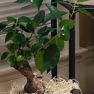 LIVE 4 Inch Pot Ficus Bonsai Plant, Funny New Doctor Gift, Plant Lover ...