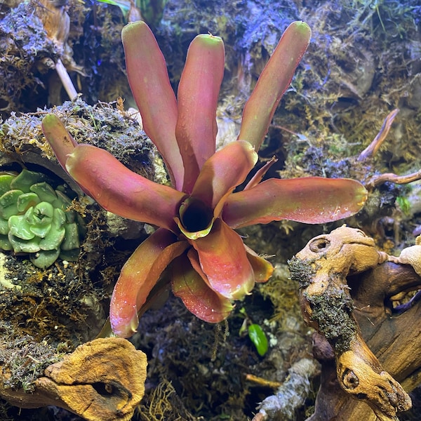 Neoregelia Fireball - Etsy