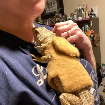 Bearded Dragon Candy Corn Costume Sweater, Halloween Lizard Sweater ...