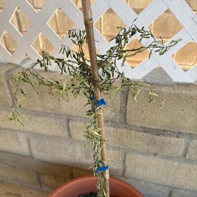 Pages Mandarin Orange Tree 3ft & up Tall Grafted Tree. - Etsy