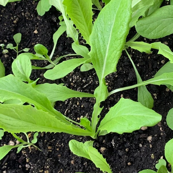 1/4-OZ 5000+ A-choy / AA Cai Seeds, Taiwanese Sword Leaf Lettuce ...