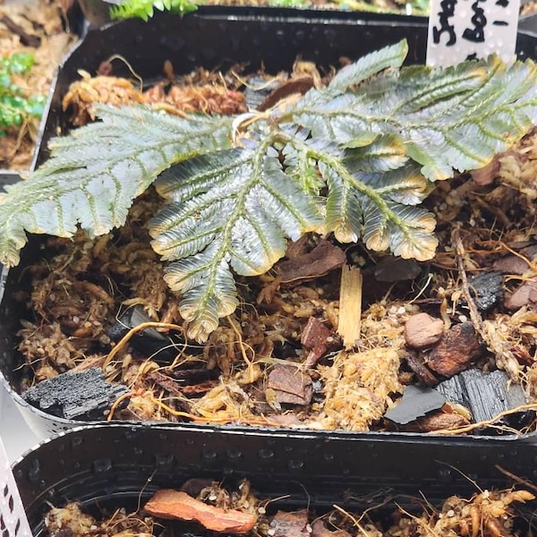 Monstera Adansonii Ssp Laniata [cutting] - Etsy