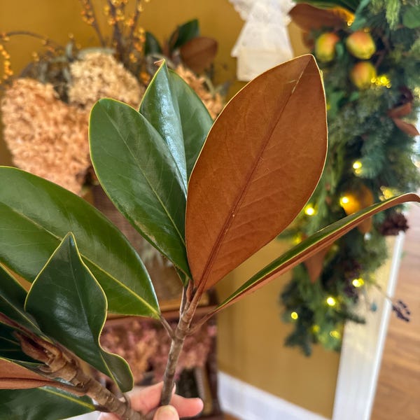 Fresh Bundle of Southern Magnolia Branches -live, Extra Large Leaves ...