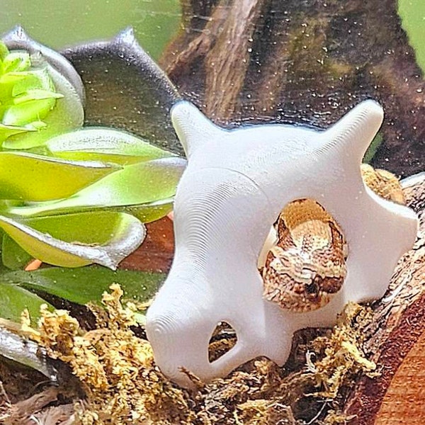 Jumping Spider or Tarantula Cubone Skull Decoration - Etsy
