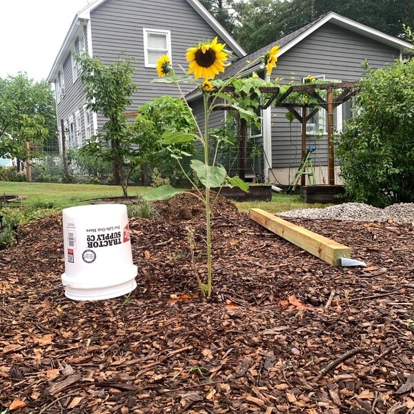 50pcs Yellow Giant Teddy Bear Sunflower Seeds – Non-gmo Heirloom ...