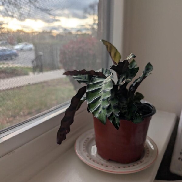 Rattlesnake Plant - Calathea Lancifolia - House Plant in 4" Pot, Prayer ...