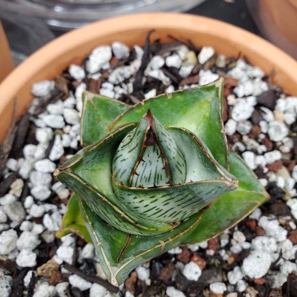 Agave Pumila (miniature Agave) EXACT ONE - Etsy