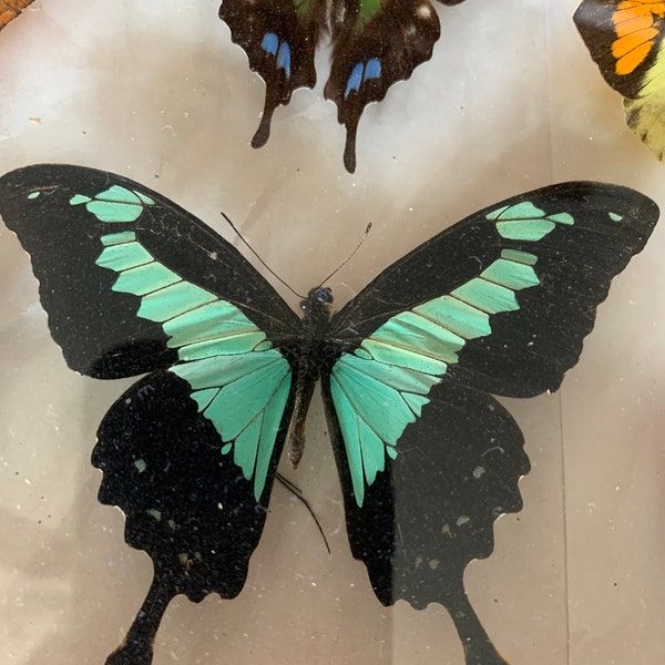 Papilio Phorcas ONE Real Butterfly Blue Green Swallowtail Swordtail ...