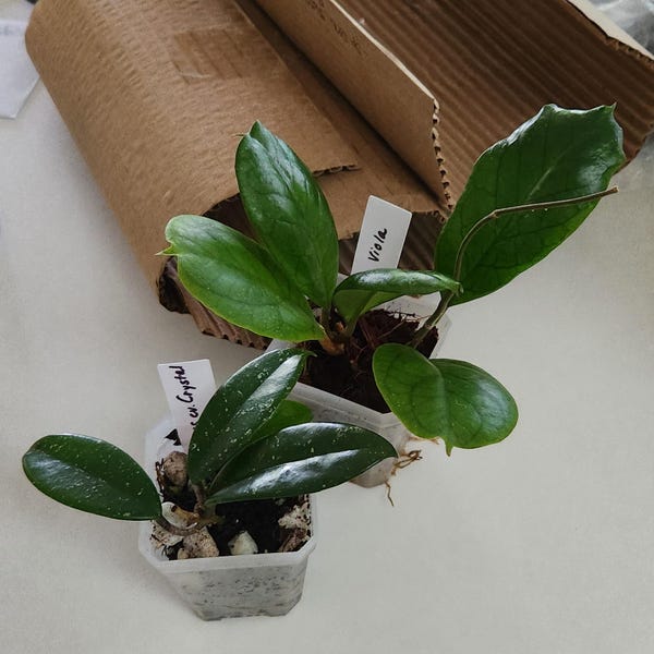Hoya AH seaweed - Etsy
