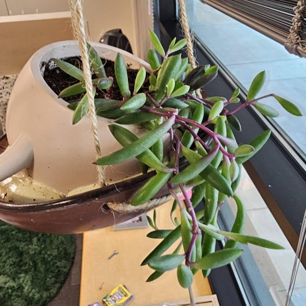 Ruby Necklace, String of Rubies, Little Pickles, Othonna Capensis ...