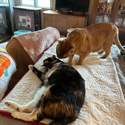 Tula Pink Line Drawing Fabric Baby Quilt With Bright Colors and Animals ...